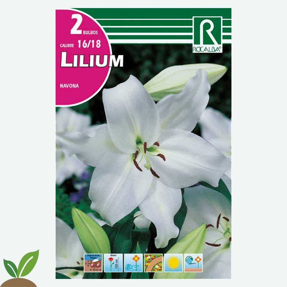 BULBO LILIUM - AZUCENA - LIRIO NAVONA - 2 UD – CultivoMiHuerto