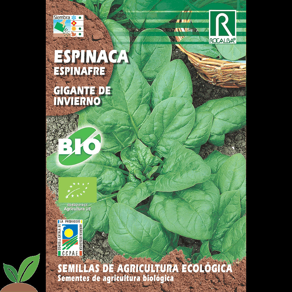 Espinaca Matador ECO 🌱 Semillas 3 g | Variedad ecológica de verano ...