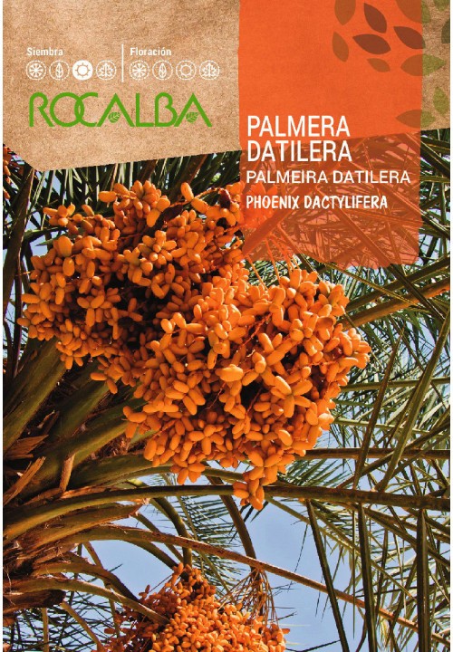 🌴 Palmera Datilera Phoenix – Semillas 6g para cultivar dátiles ...